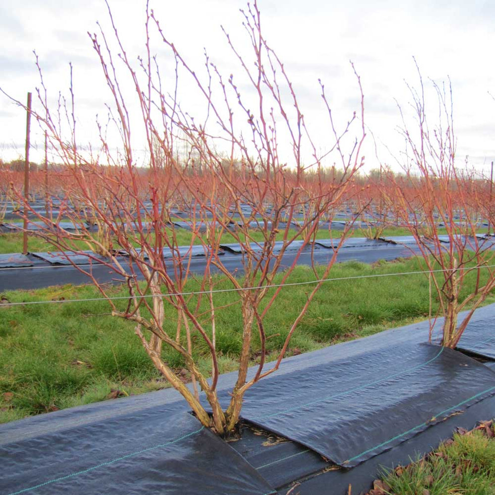 Premium Weed Control Mat | Black - 1.83m x 30m - WeedMat